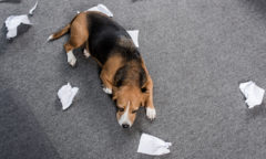 Why is my Dog Anxious All of a Sudden? | Dog Care Tips | The Rescue Vets