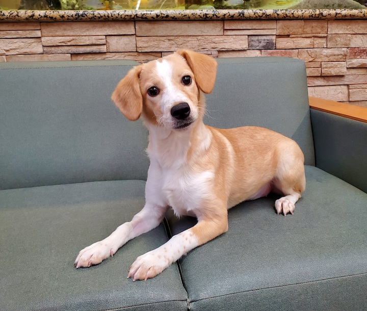 The Rescue Vets | Western Suburbs of Chicago Animal Rescue Group